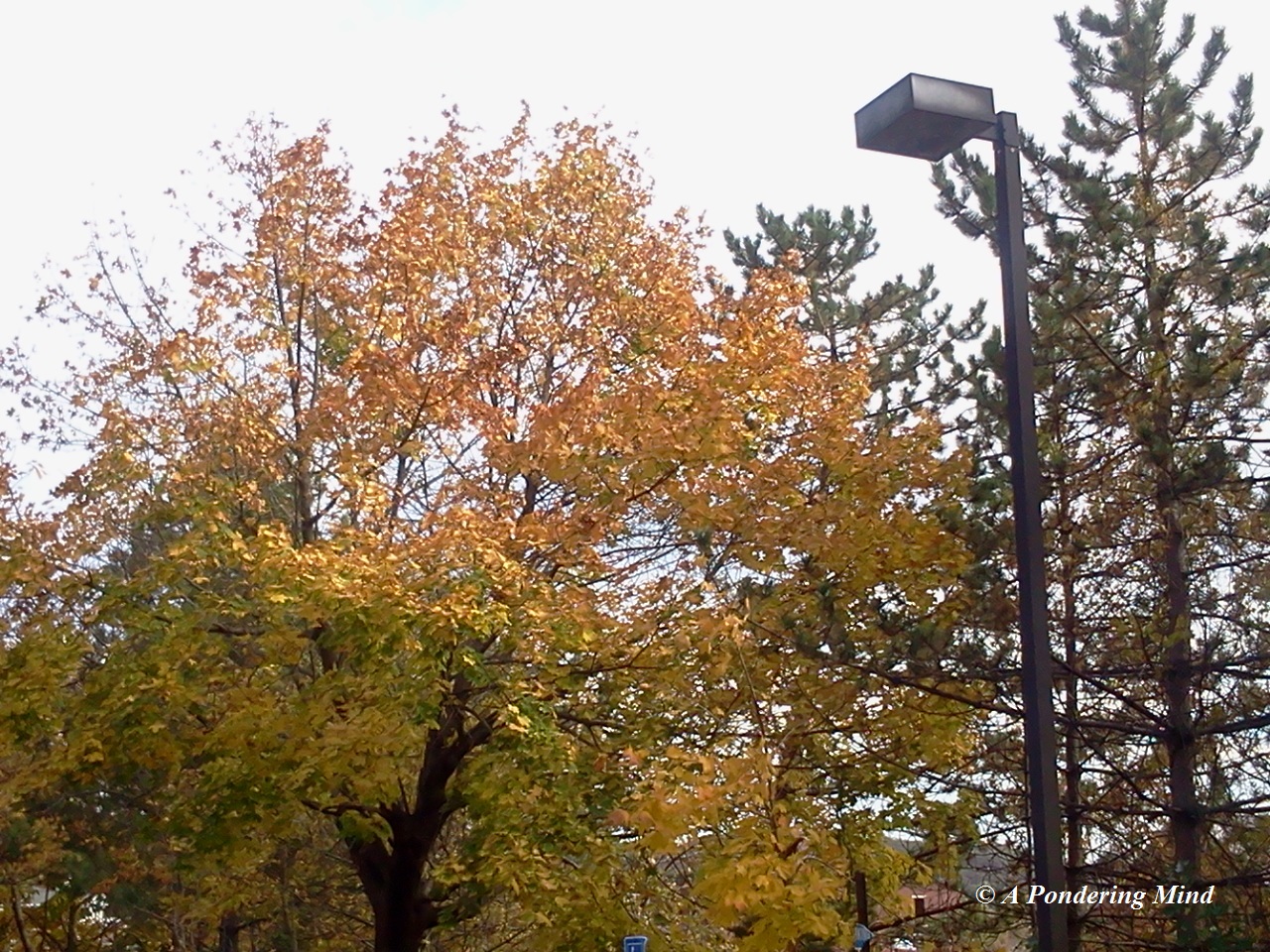 Lack Luster Color – A Pondering Mind